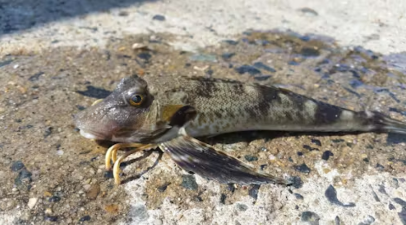 Cómo algunos peces transformaron sus aletas en patas - La Revista CR
