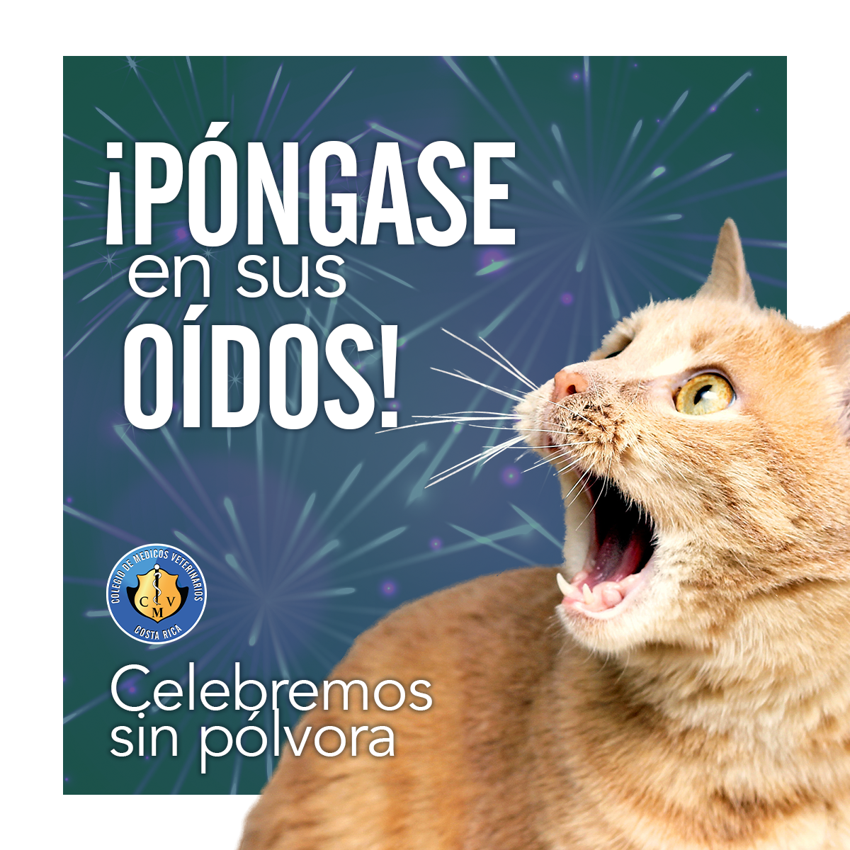 COLVET: Recomendaciones para tranquilizar a sus mascotas durante la ...